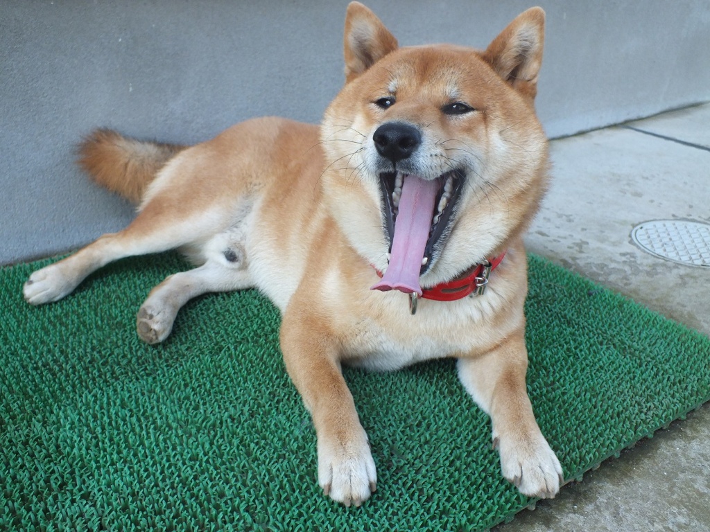 Rain Kainhart 日記「今日のレイン 10/26」 | FINAL FANTASY XIV, The Lodestone