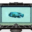 Kirito Bladerunner Blog Entry `All Saltwater Aquarium Fish Preview [6.1 ...