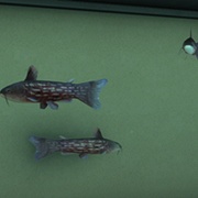 Eorzea Database: Welkin Catfish | FINAL FANTASY XIV, The Lodestone