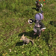 Eorzea Database: Squeak the Coyote | FINAL FANTASY XIV, The Lodestone